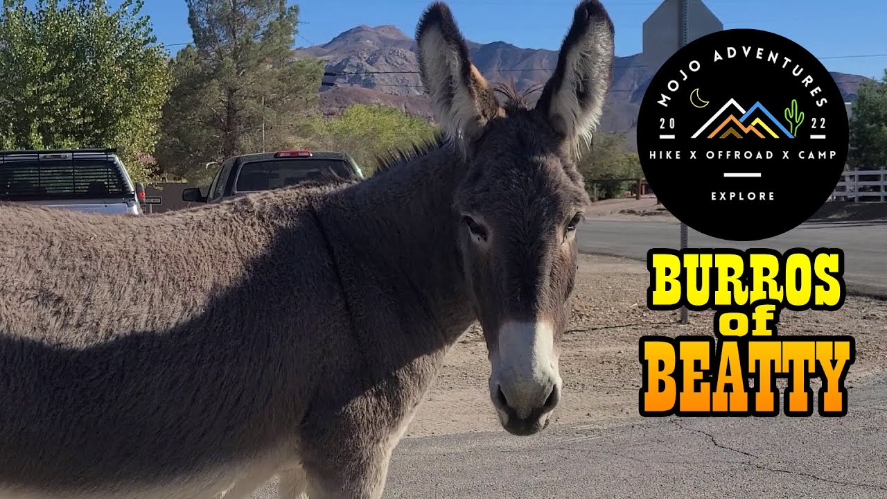 The Burros of Beatty: After the Gold Rush #wildlife #explore #mining # ...