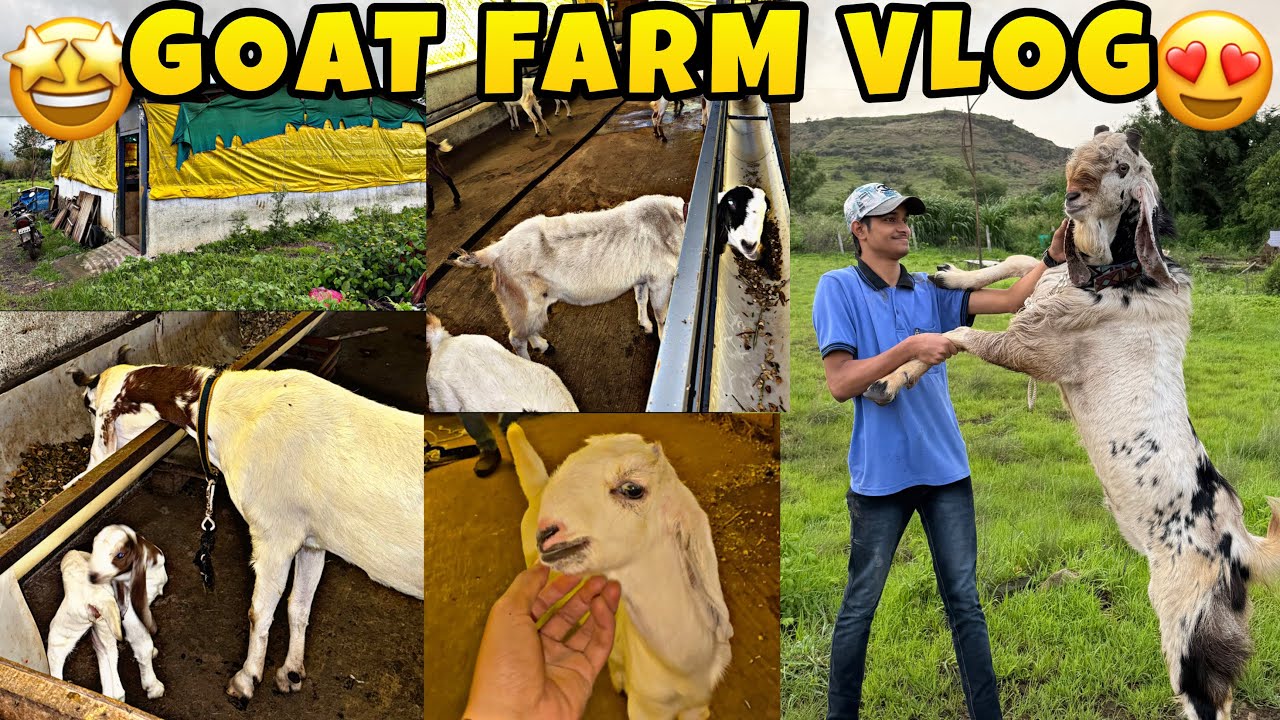 Finally Sunday Goat Farm Vlog Aagaya || MD ANAs VLOGs - YouTube