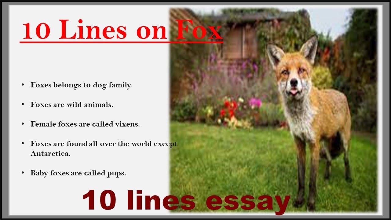 10 lines on FOX || 10 lines essay on FOX - YouTube