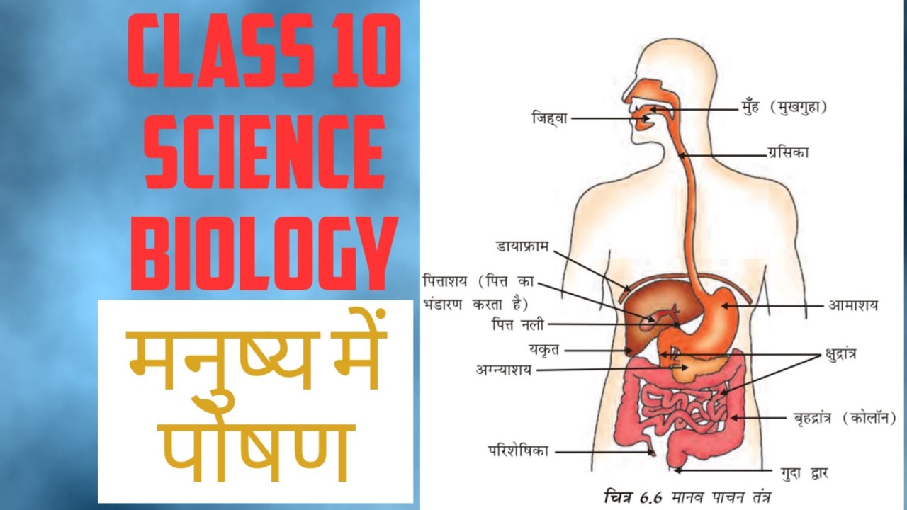 जैव प्रक्रम: मनुष्य में पोषण(Nutrition in Human) Class 10th Biology ...