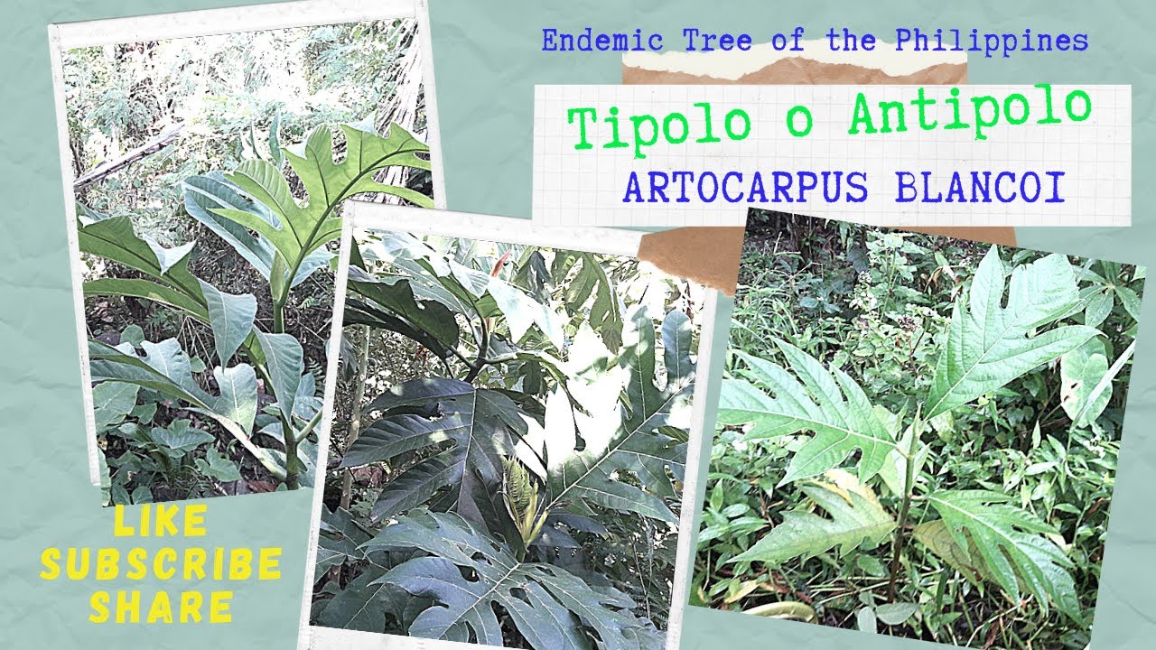 Antipolo|Tipolo | Artocarpus blancoi | Endemic tree of the Philippines ...