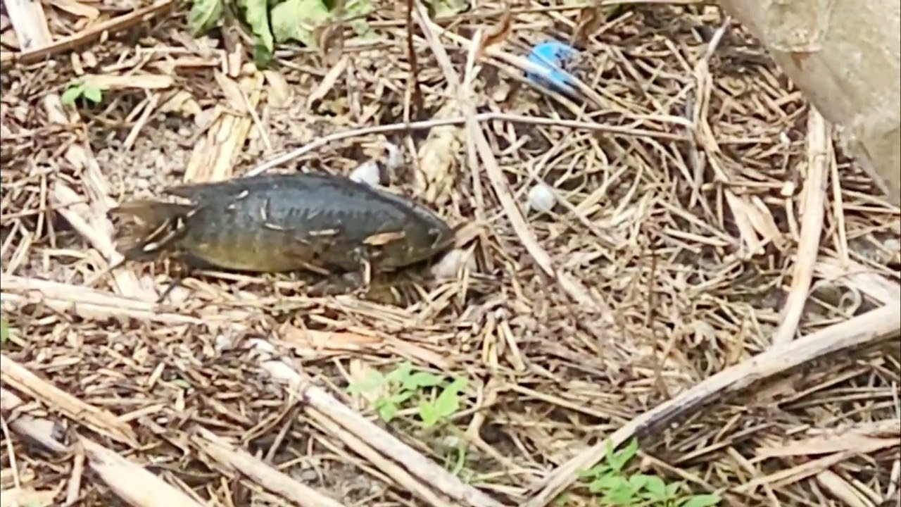Fish Walking on Land - Climbing Perch (Anabas testudineus) - YouTube