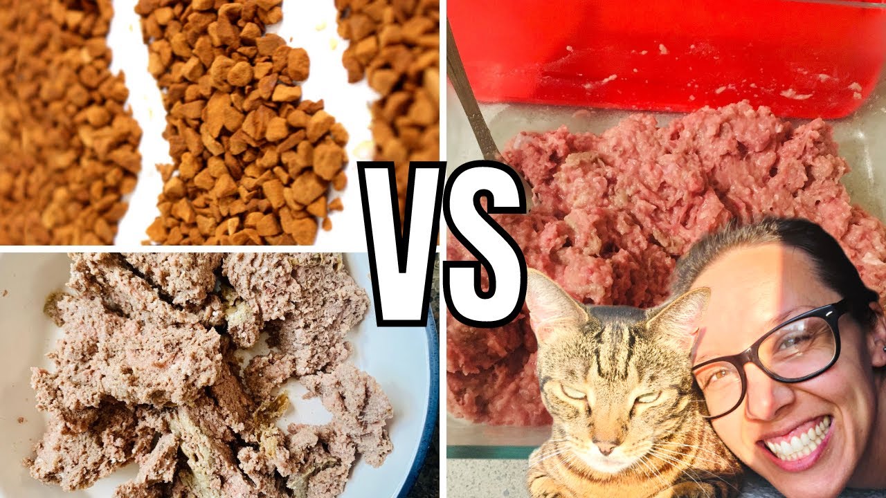 PROVEN: Raw diets are better than wet and dry cat food - YouTube