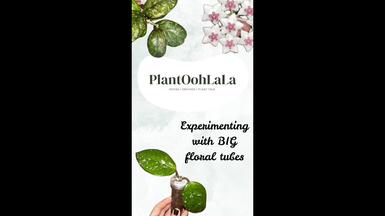 Come try out these GIANT Propagation Tubes with me! | Big Floral Tube ...