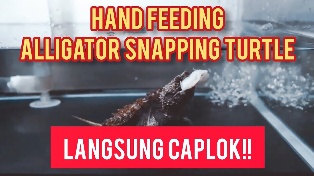 HAND FEEDING BABY ALLIGATOR SNAPPING TURTLE. LANGSUNG CAPLOK!! (PART 2 ...