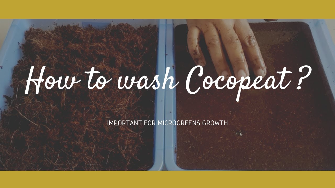 How to wash Cocopeat | Growing medium to grow Microgreens | Washing ...