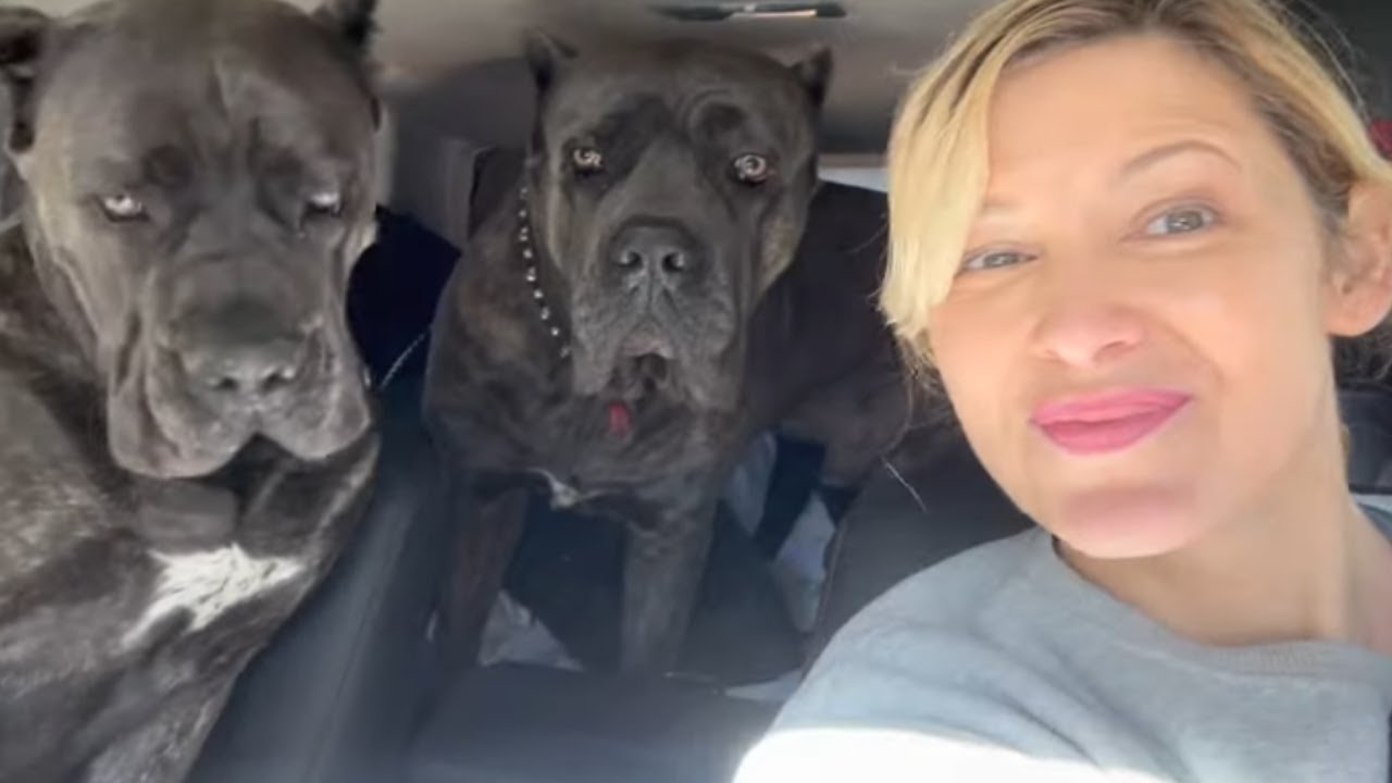CANE CORSO Dog PROTECTION on ROAD TRIP Alone - YouTube