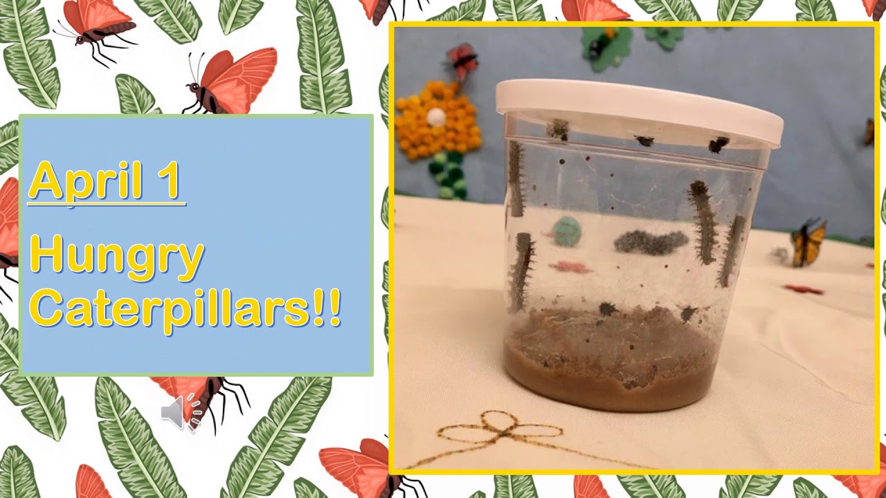 Life Cycle Painted Lady Butterfly YouTube life-cycle-painted-lady-butterfly-youtube