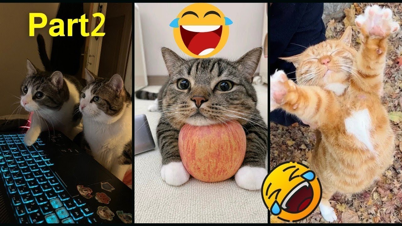 🤣 Funniest Cats Clips 2025 😹 | Try Not To Laugh Challenge 😜 | Best Cat ...