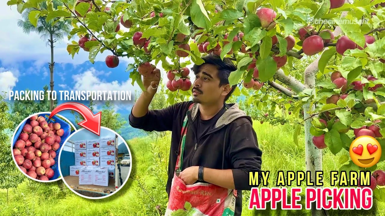 Apple Picking🍎 in My Farm😍| Apple Grading Machine To Packing To ...