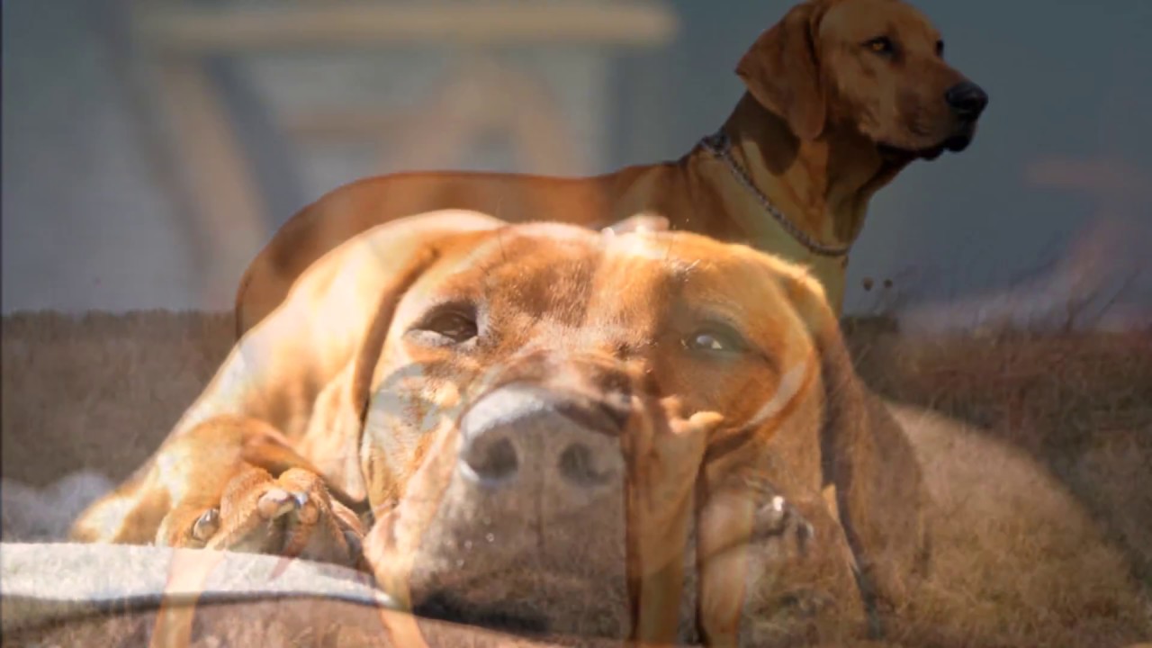 Rhodesian · Ridgeback - YouTube
