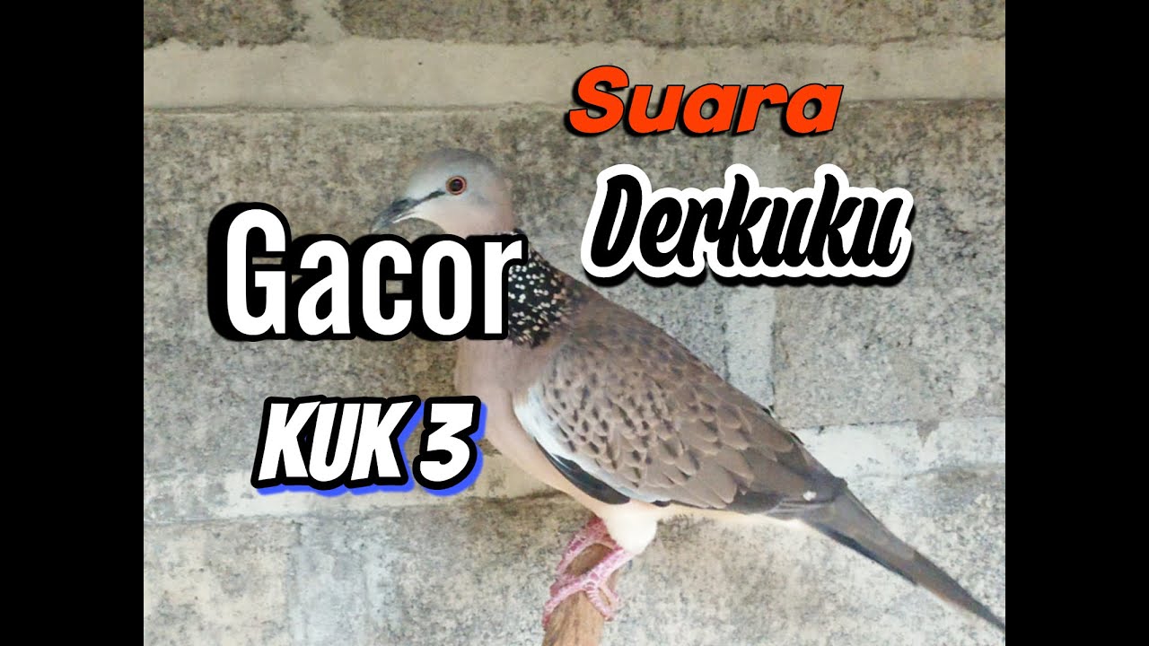 Derkuku kuk 3 ; Suara derkuku kuk 3 Gacor di Lestari BF Semarang - YouTube
