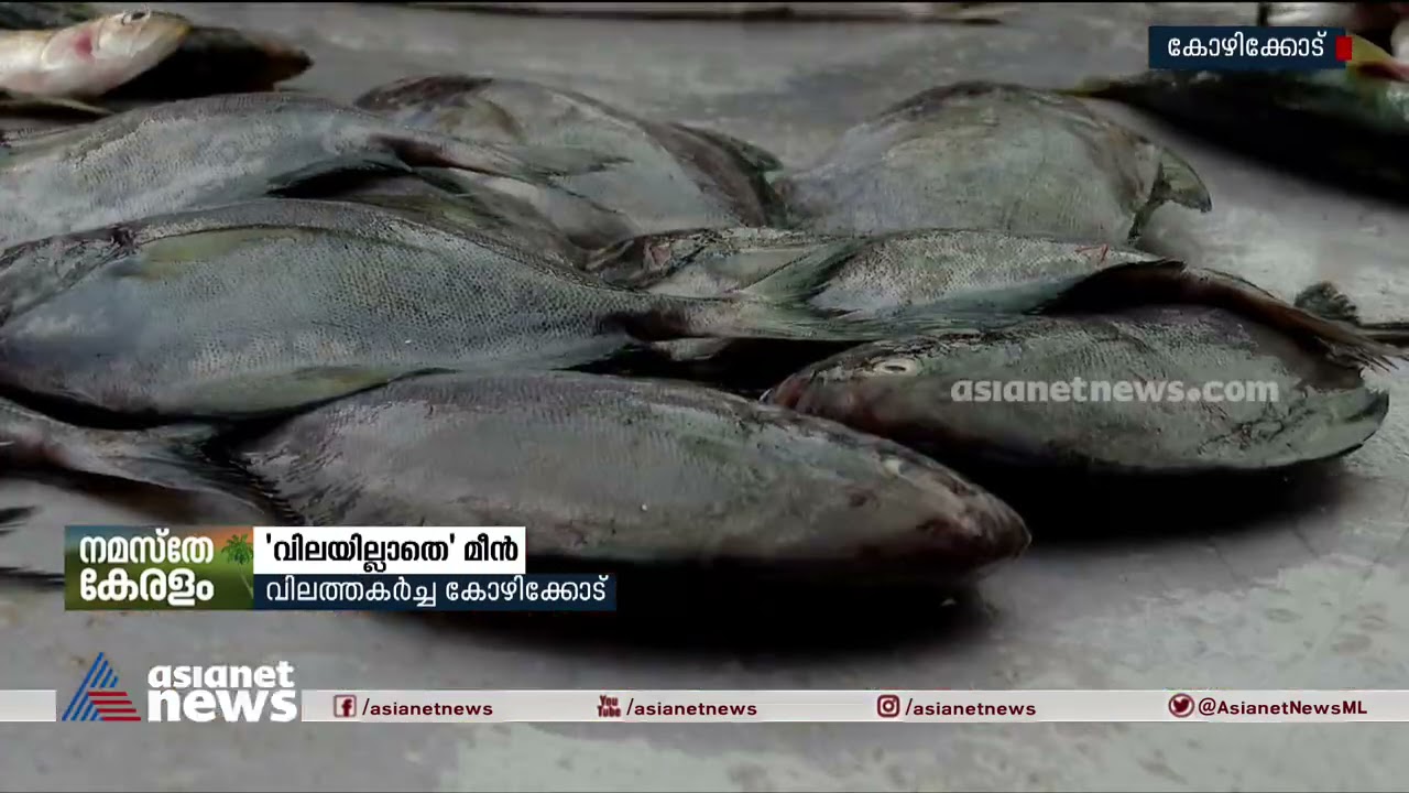 1000 രൂപയുടെ മീന്‍ വിറ്റത് 200 രൂപയ്ക്ക്; കോഴിക്കോട് മീനിന് റെക്കോര്‍ഡ് ...