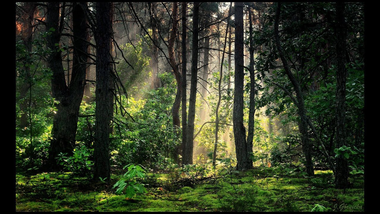 Morning In The Forest | Ambience | HD - YouTube