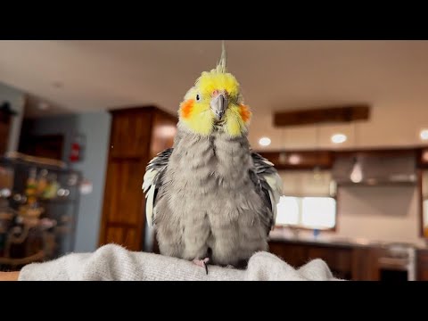 Floof and Poof! - YouTube