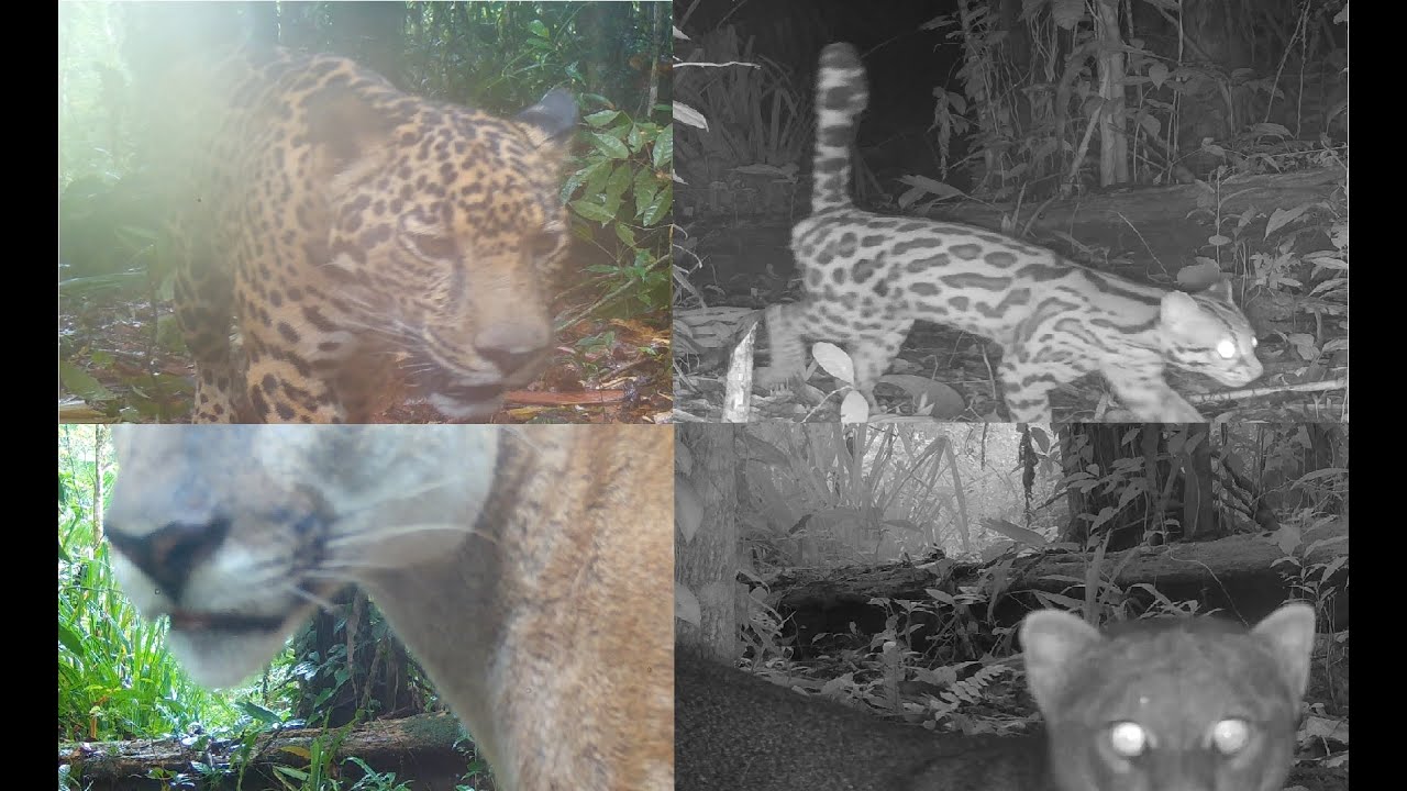Jaguar, Puma, Jaguarundi & Margay - YouTube