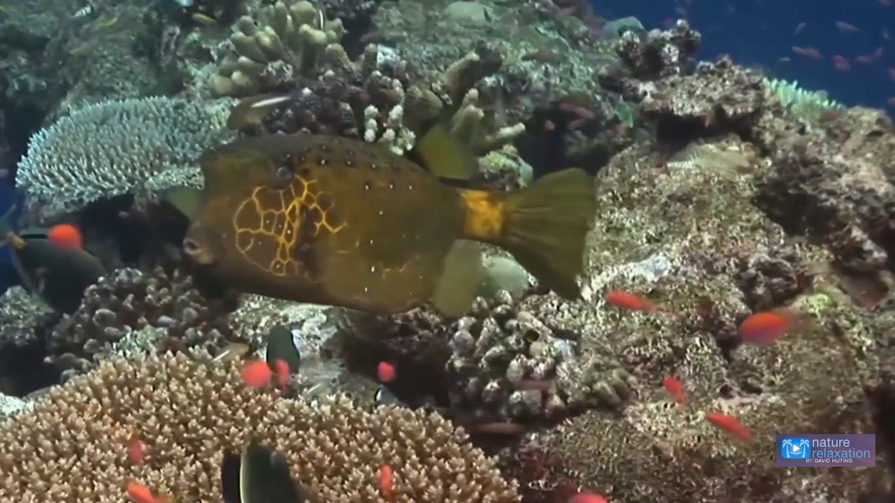 Boxfish - YouTube