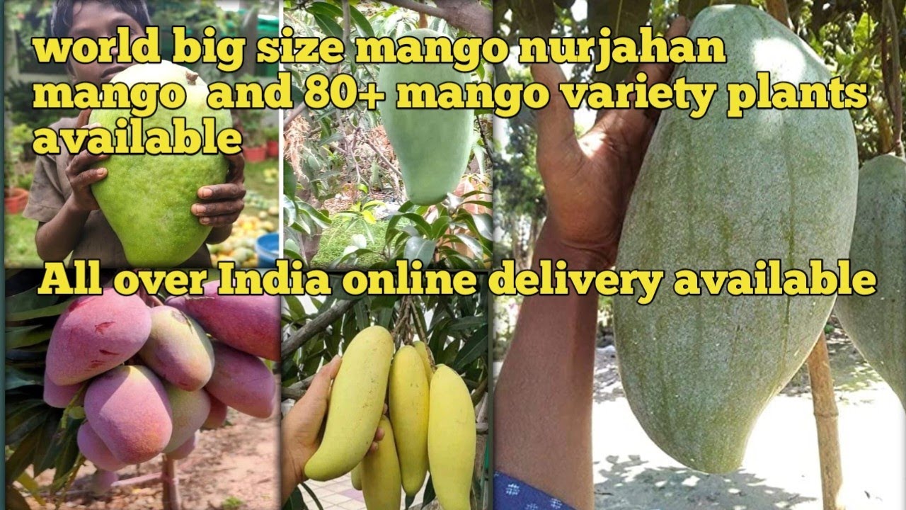 world's big size mango nurjahan mango and 80+ rare vareity mango plants ...