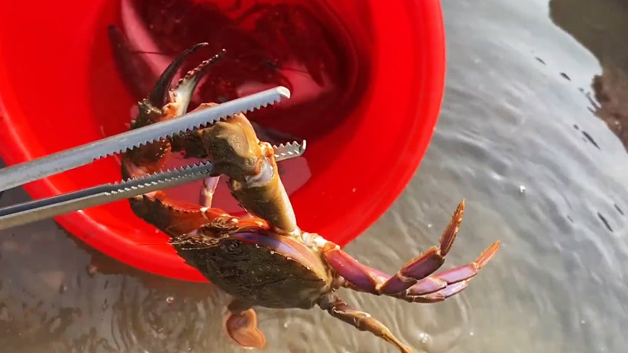 The Crab Showed Its Pincers First, Cousin's Pincers Fought It - YouTube