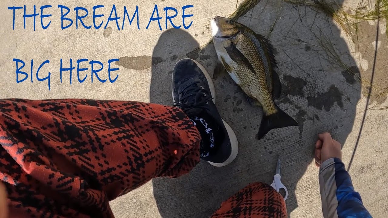 BREAM FISHING IN AN URBAN LAKE: WITH GREAT SUCCESS - YouTube