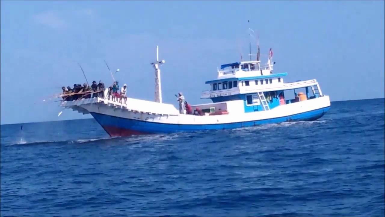 Melihat lebih dekat proses pemancingan Pole end Line Perairan Teluk ...