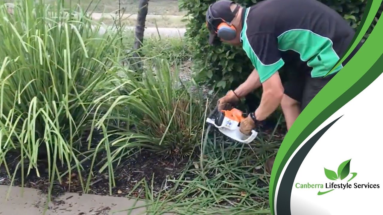 How to Prune Grass Plants - YouTube