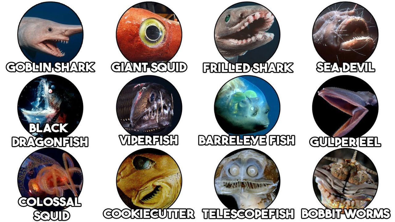 The Most Terrifying Deep Sea Creatures Explained - YouTube