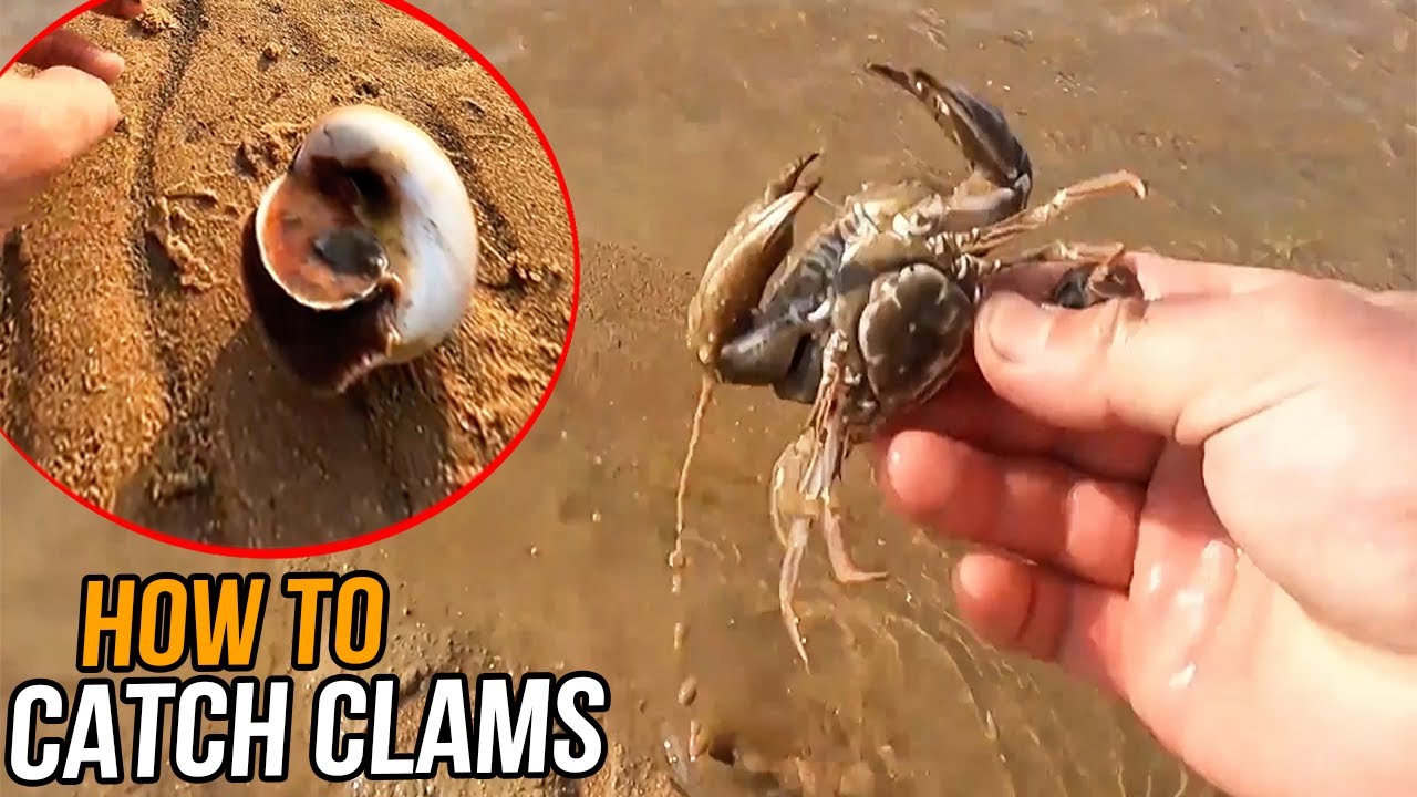 How To Catch Clams Spouting Water From Holes Under The Sand And Sea ...