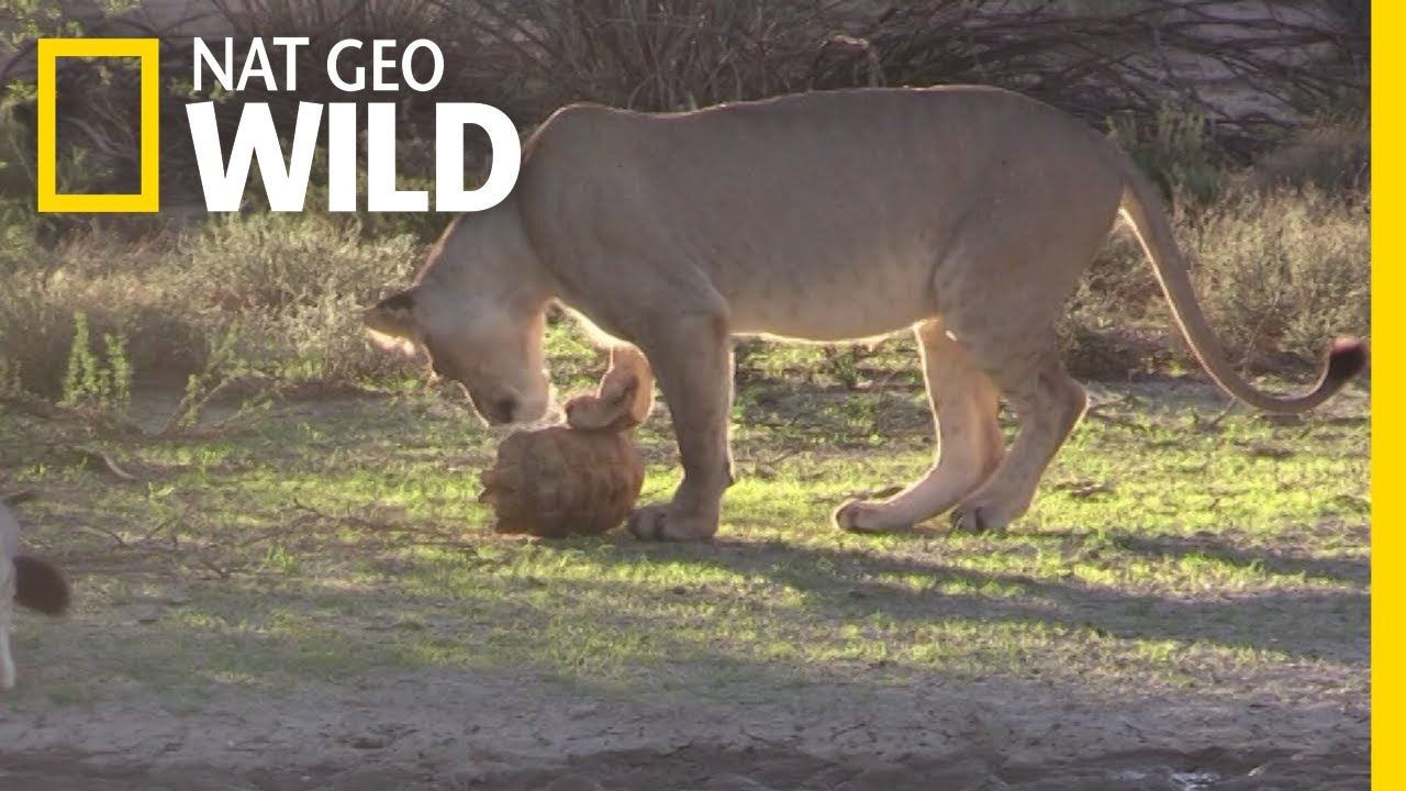 Watch a Lion Try to Eat a Tortoise | Nat Geo Wild - YouTube