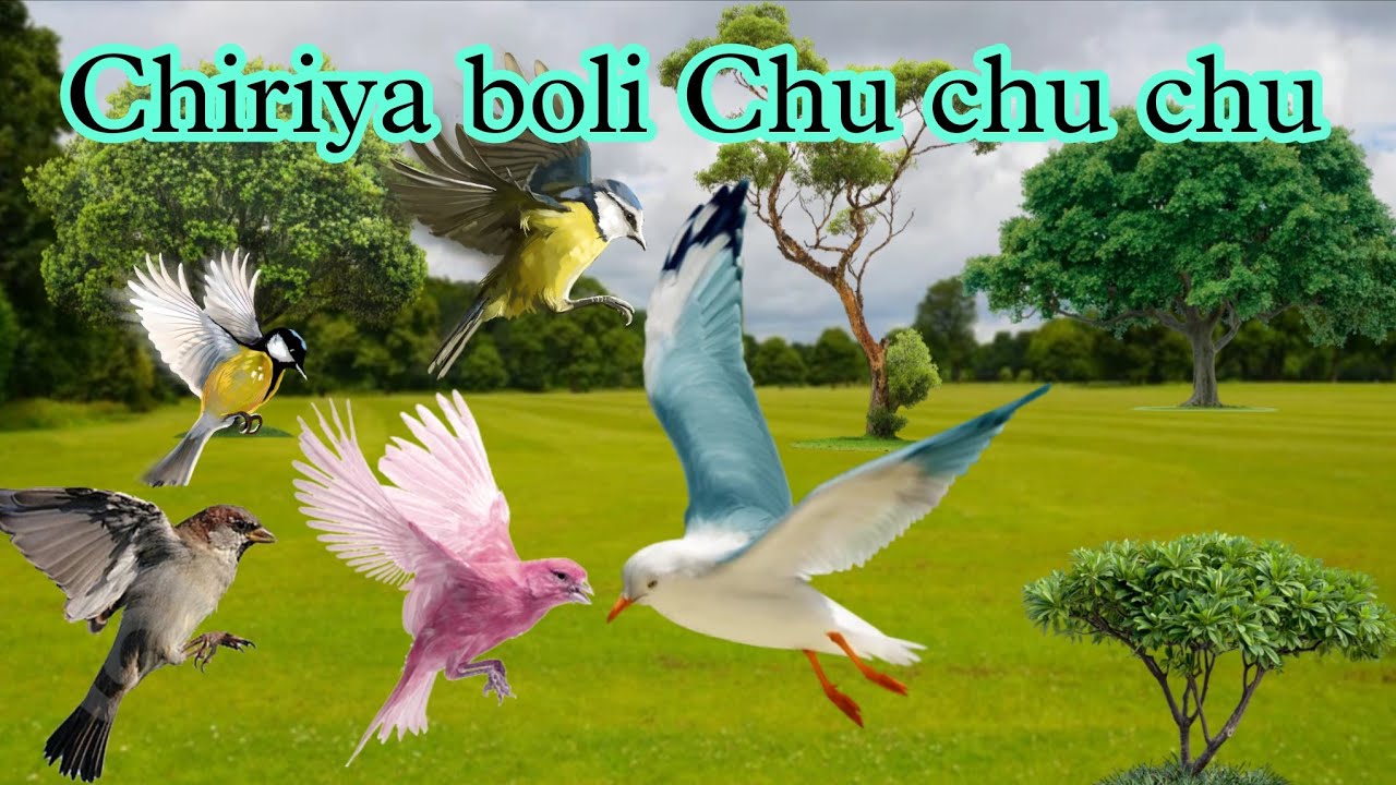 Chiriya boli Chu Chu Chu | Chidiya boli chu chu chu | Baby Bird Song ...