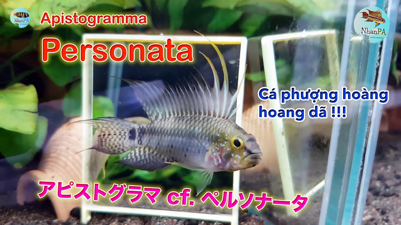 Apistogramma Personata | Cá phượng hoàng hoang dã - YouTube