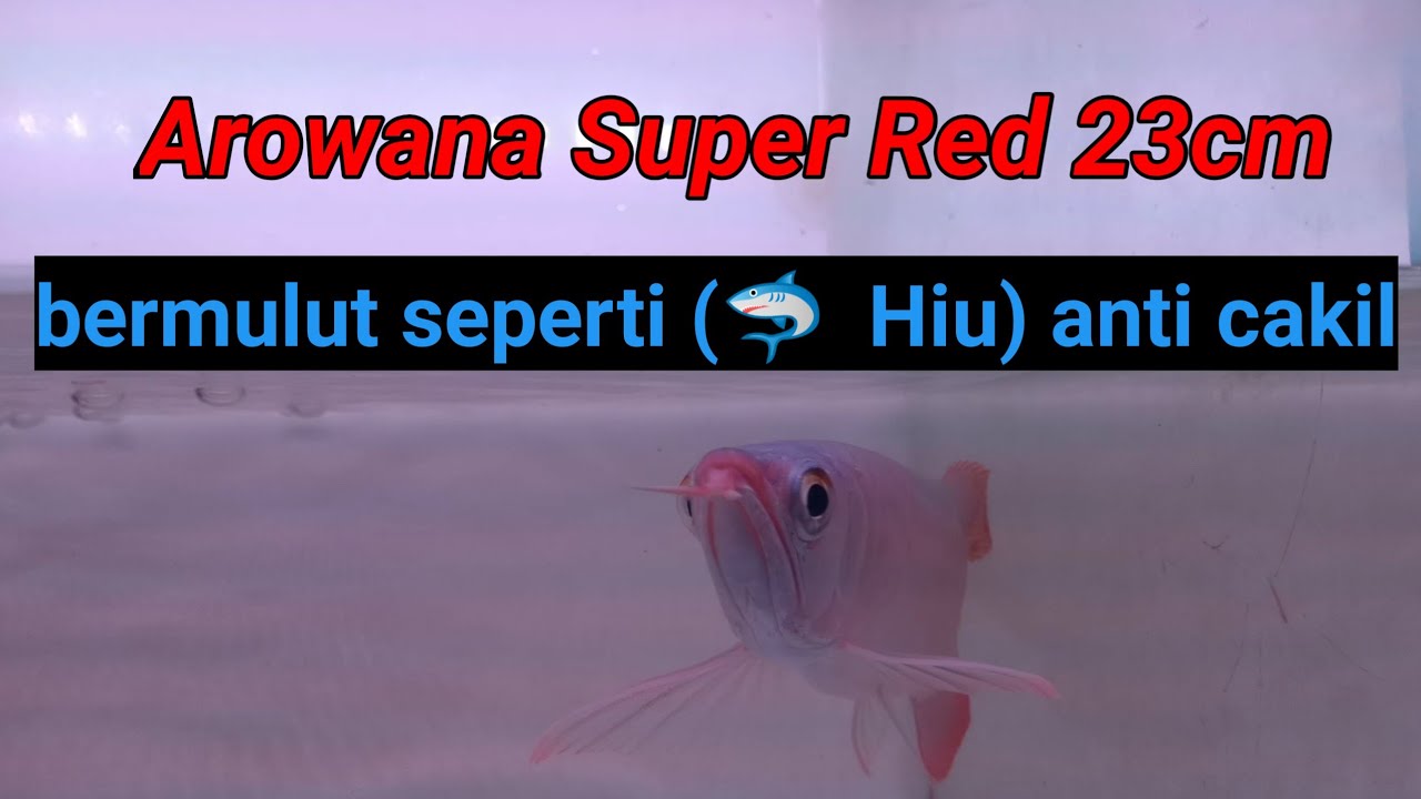 ANAKAN AROWANA SUPER RED MULUT HIU ANTI CAKIL - YouTube