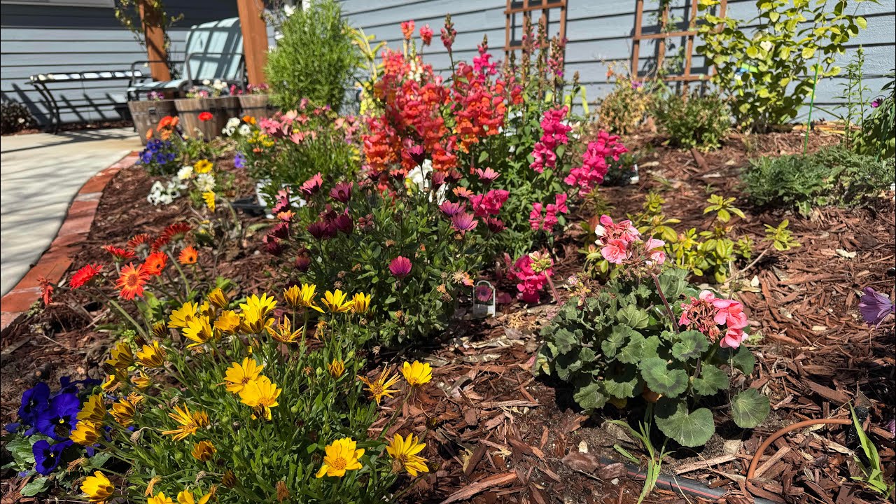 Snapdragons, Lilacs, Pansies, Violas and a Black Tulip Magnolia - YouTube