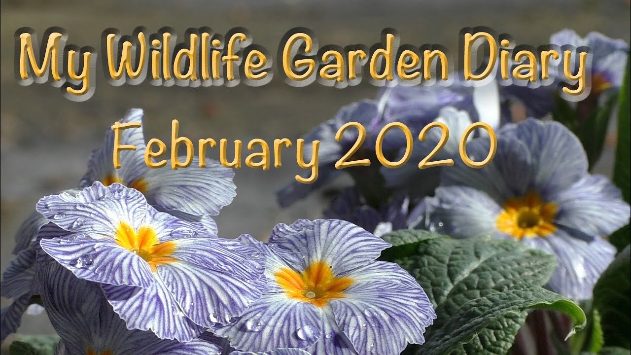 My Wildlife Garden Diary February 2020 - YouTube