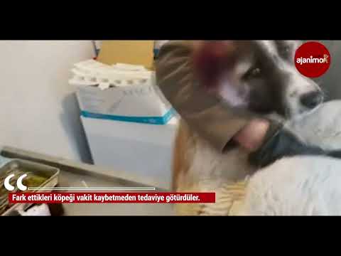 Yaralanan köpek polis kucağında veterinere taşındı.