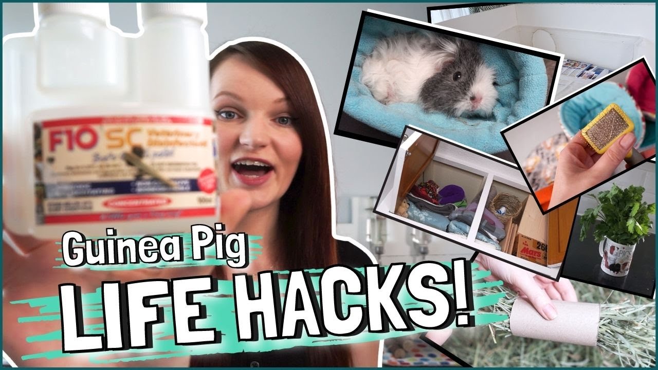 10 Awesome Guinea Pig LIFE HACKS you NEED to know! - YouTube