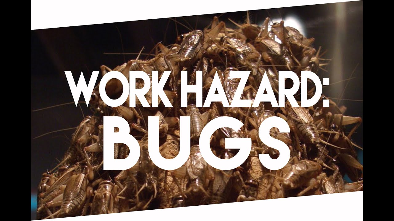 WORK HAZARD: BUGS - YouTube