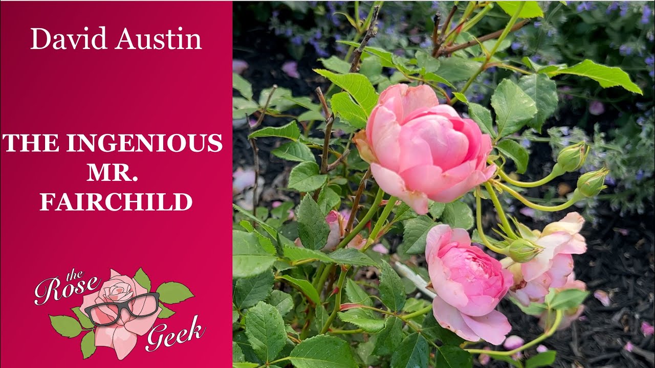 🌹 David Austin's The Ingenious Mr. Fairchild Rose // 2nd Year ...