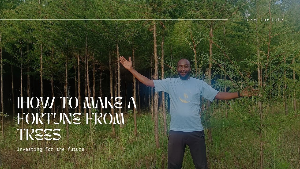 How to make KES 18 Million in 2 acres from tree farming_Bee Farming ...