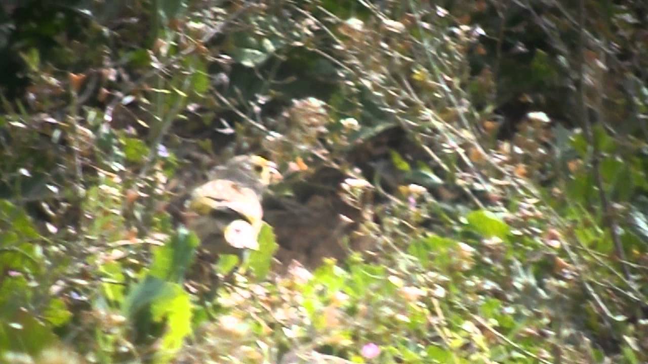 Kulczyk syryjski , Syrian Serin (Serinus syriacus) - YouTube