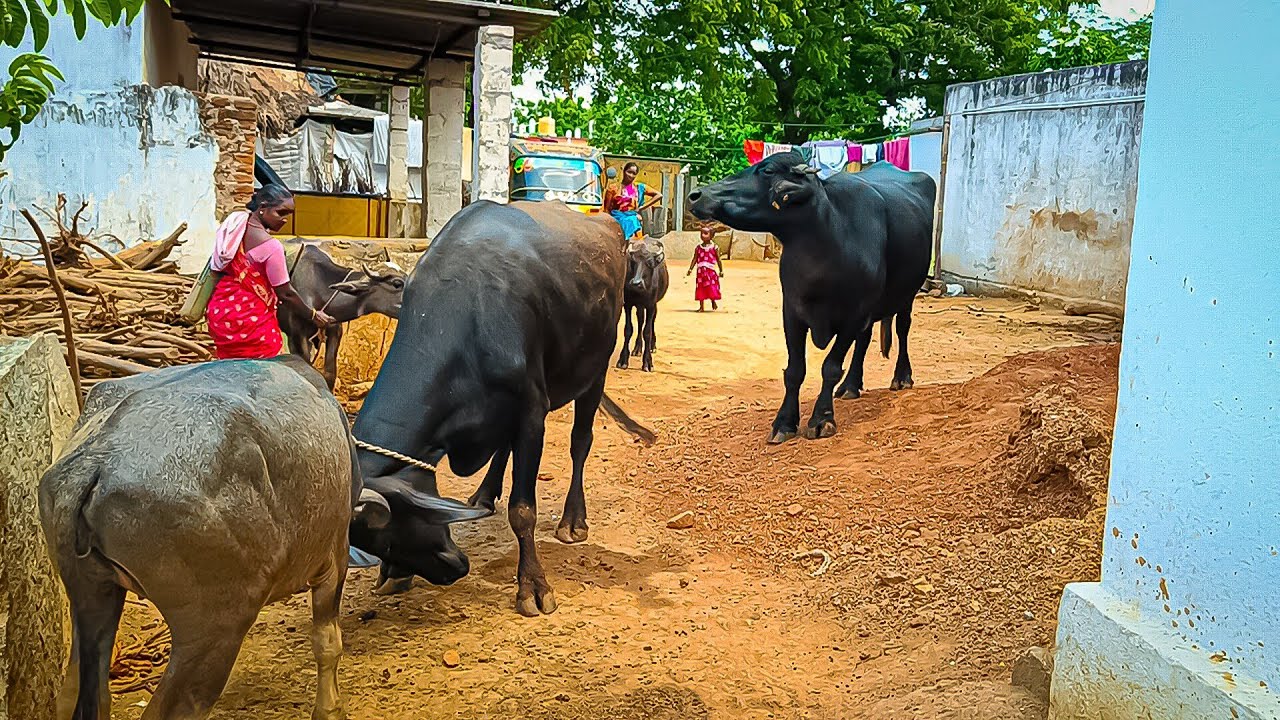 Buffalo Video small Buffalo Big Buffalo Big Fitting||Shobhamma|| - YouTube