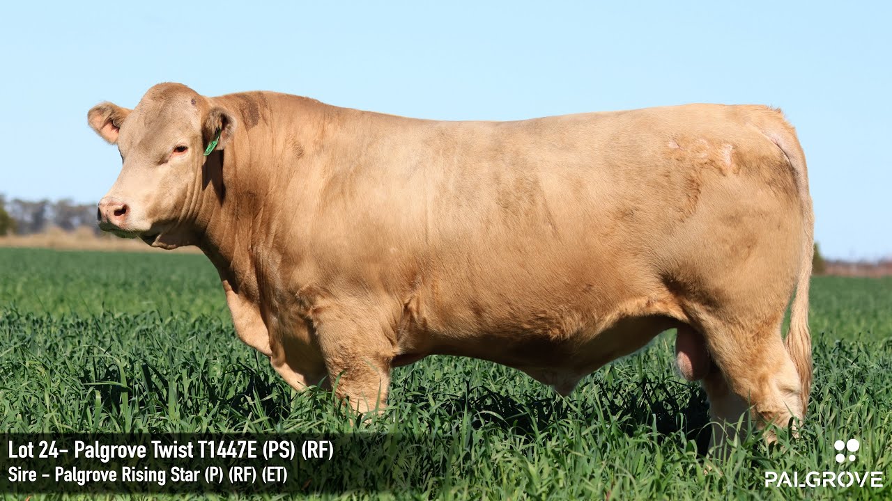 Lot 24 Palgrove Twist T1447E (P/S) R/F - YouTube