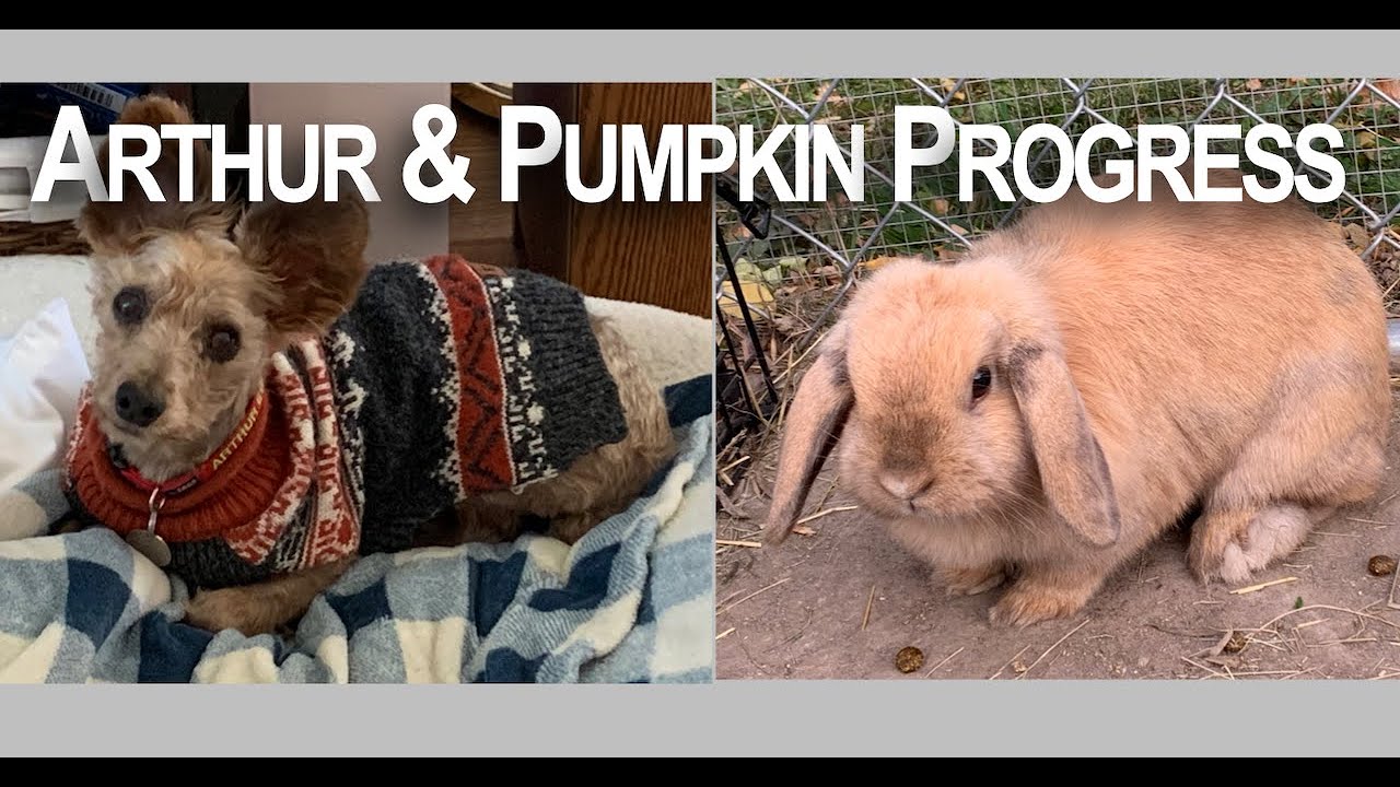 Arthur & Pumpkin Progress - YouTube