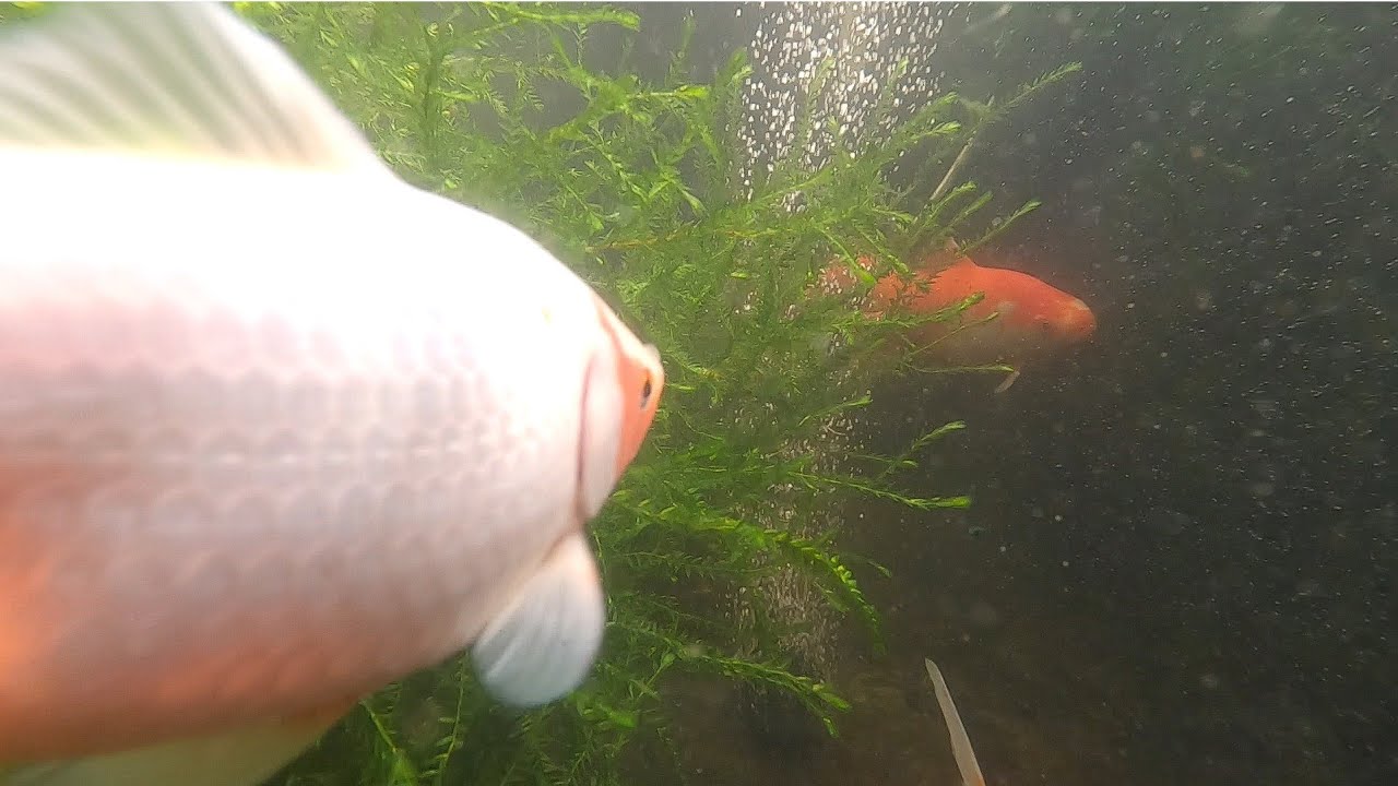 Fish Acting Sexy Part 5 - YouTube