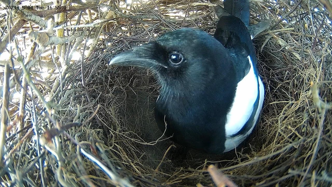210504 magpie seagull egg prep - YouTube