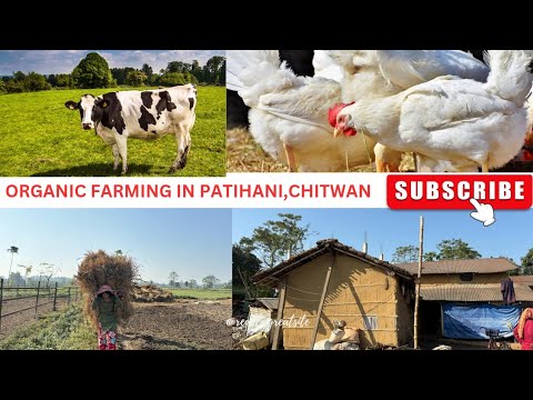 Organic farming and cow farming in patihani,chitwan.Watch till end to ...
