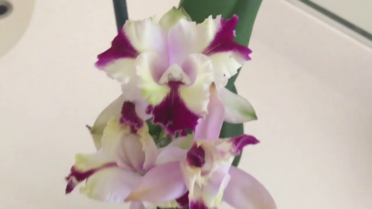 Lc. Cattleya Mari's Song Orchid In Bloom - YouTube