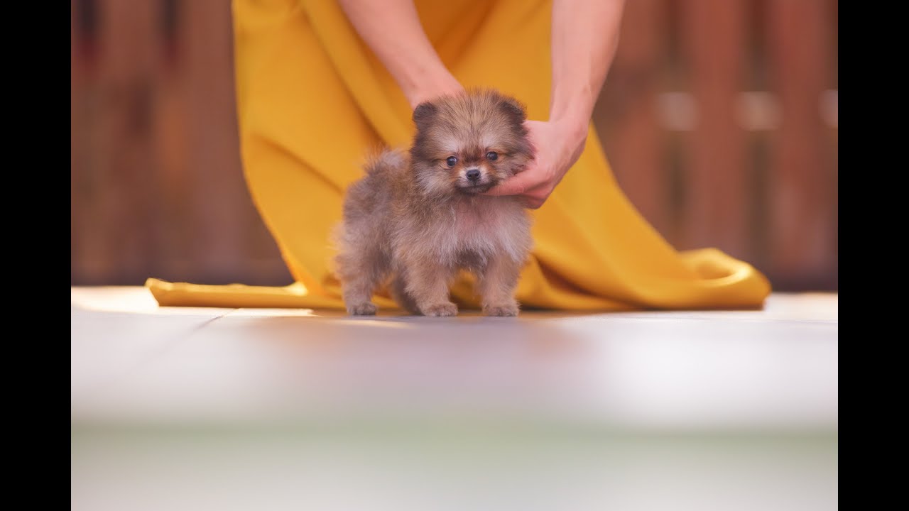 🐶💙 $40,000 macho naranja sin pedigree, Padre Importado Tailandes Azul ...