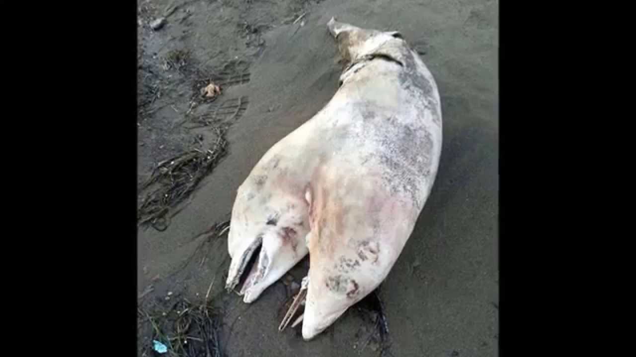 Rare Two Headed Dolphin Found On A Turkish Beach - YouTube