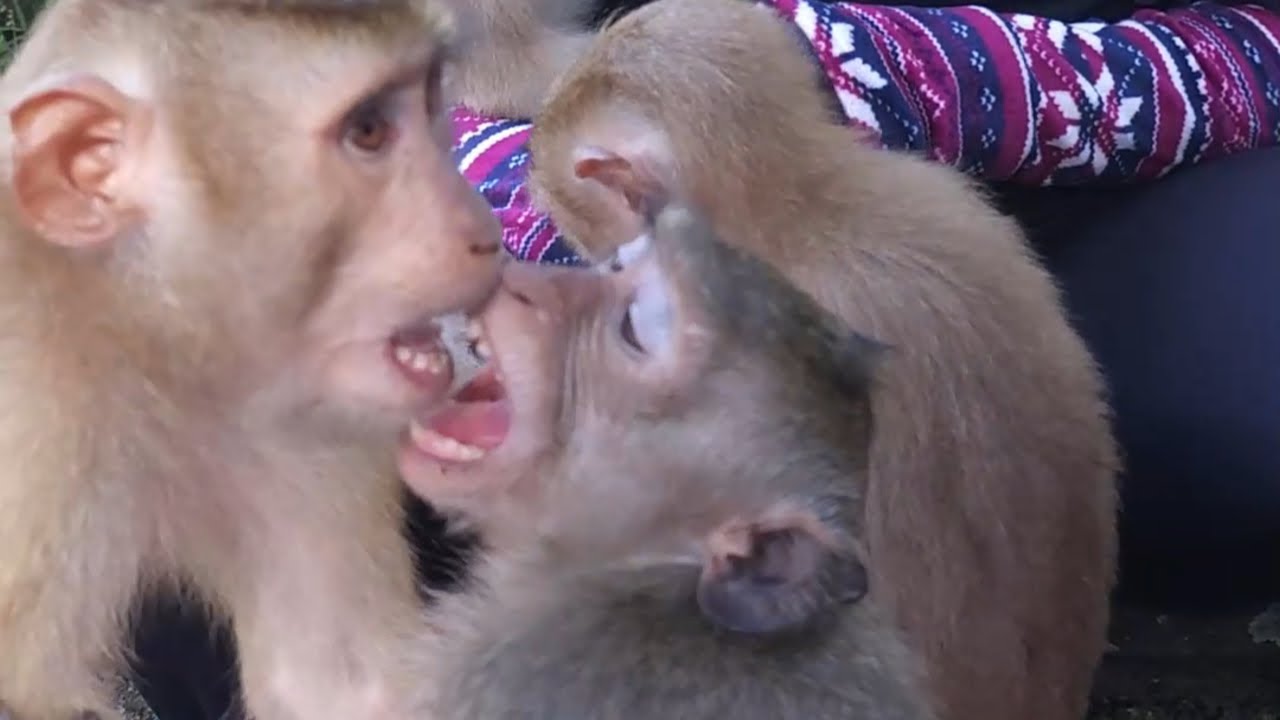 Dawn and Nicole Compete for care Abandoned Winky &Binky From KT - YouTube